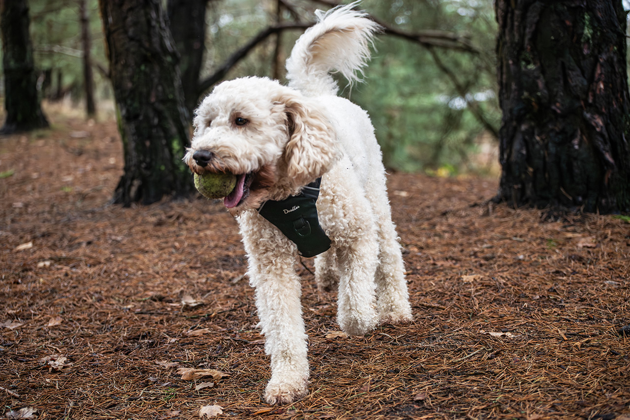 How to measure & fit your Doodles Harness - Mikki Pet